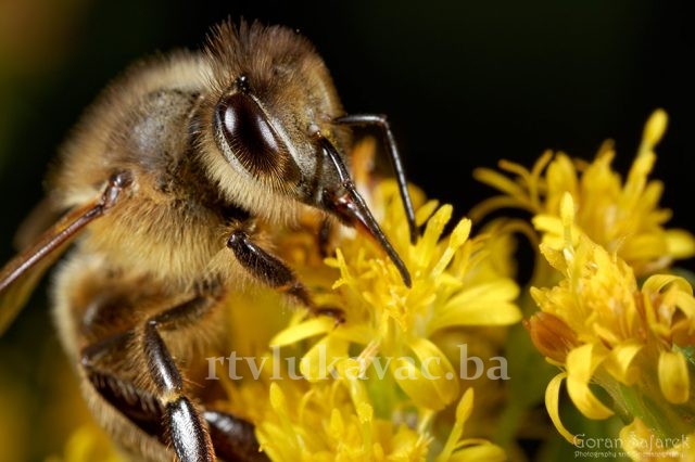 Danas je Svjetski dan pčela, jednih od najvažnijih živih bića na Zemlji ...